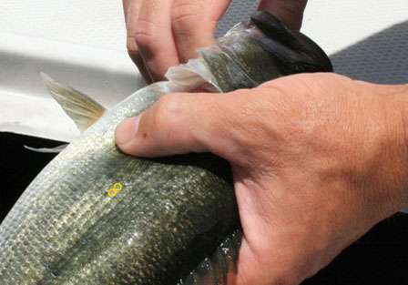 Fizzing Fish: Step-by-step How To - Bassmaster