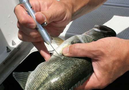 Fizzing Fish: Step-by-step How To - Bassmaster