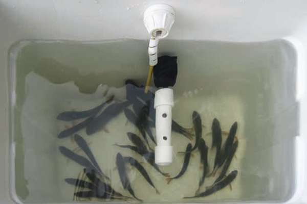 The Oxygenator Ultimate Bait Transporter - Bassmaster