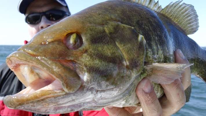 Bizarro bass - Bassmaster