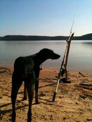 Furry fishing buddies - Bassmaster