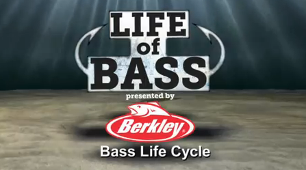 Life of Bass- Bass life cycle - Bassmaster
