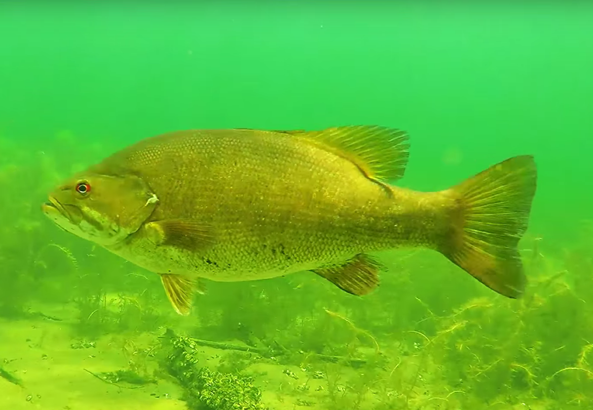 Watch bass swim where they live - Bassmaster