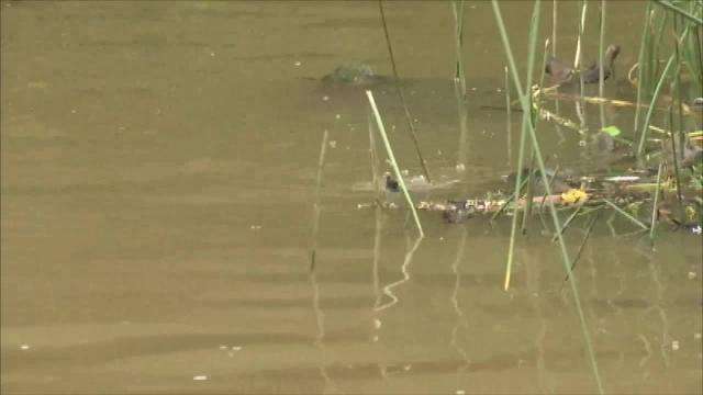 LIVE: Rojas' frog flurry on Day 3 - Bassmaster