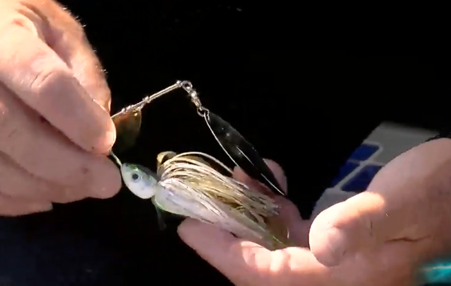 Taste the bait: Hawk's Grand Lake spinnerbait - Bassmaster