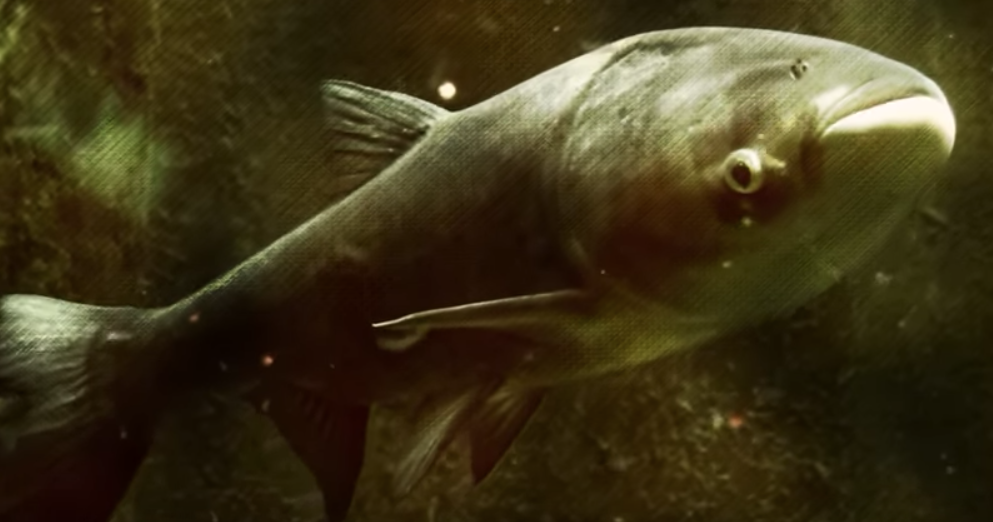 WAR on CARP coalition - Bassmaster