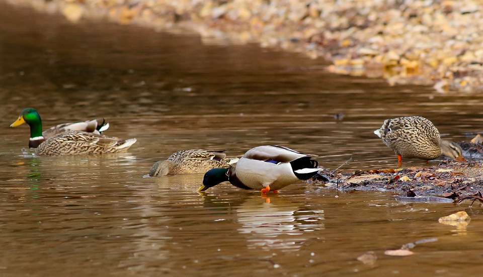 Wildlife on the water - Bassmaster