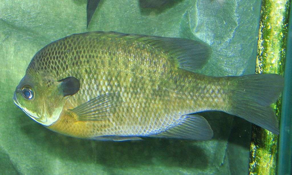Understanding bass forage: Bluegill - Bassmaster