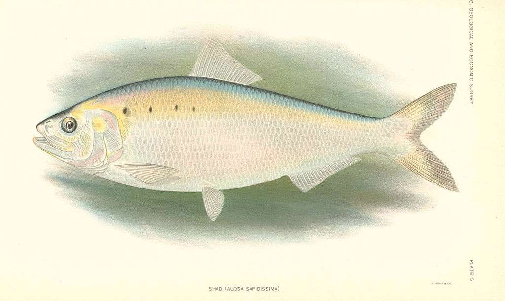 Understanding bass forage: Shad - Bassmaster