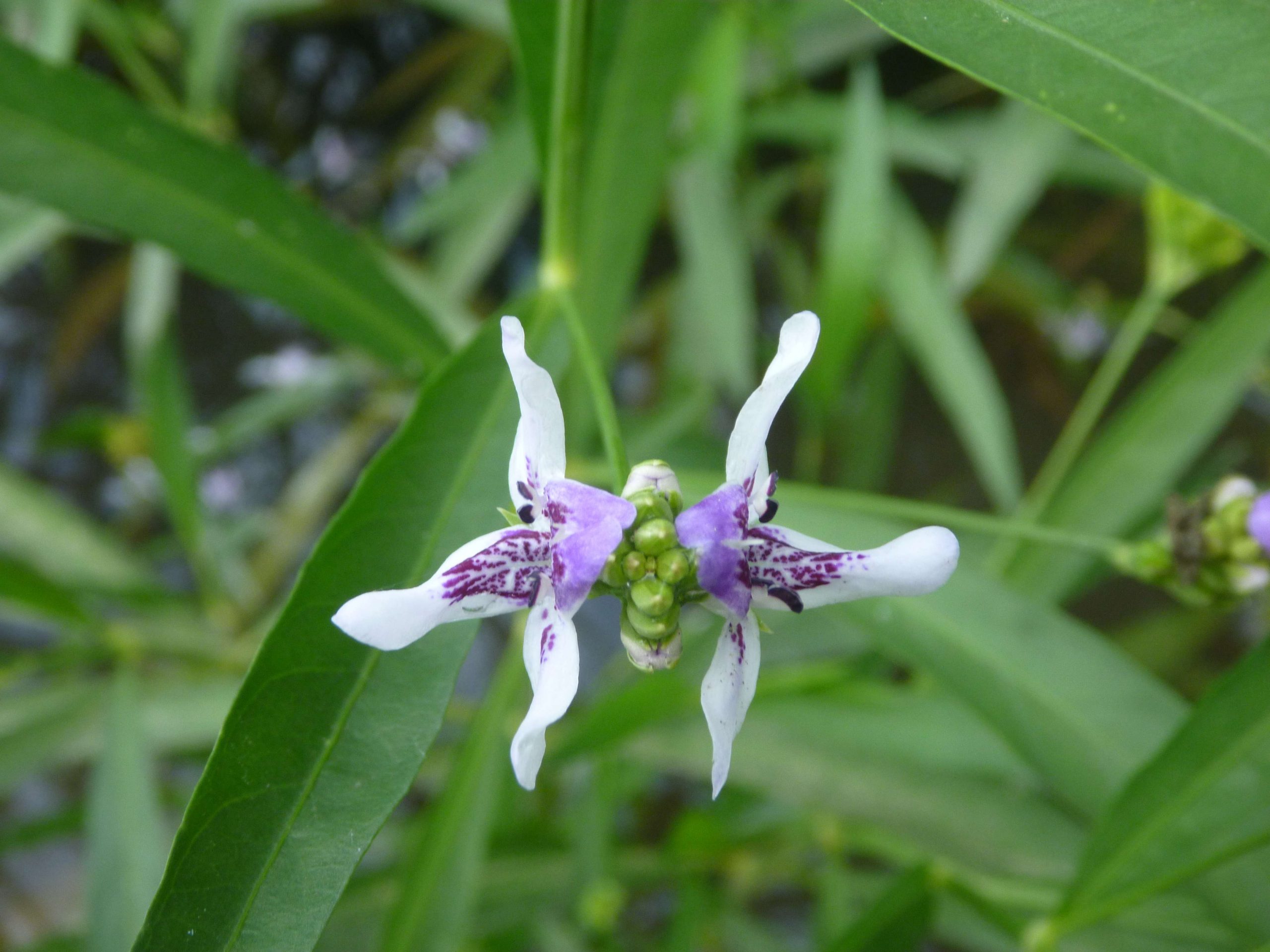 How to ID grass and fish it effectively - Bassmaster