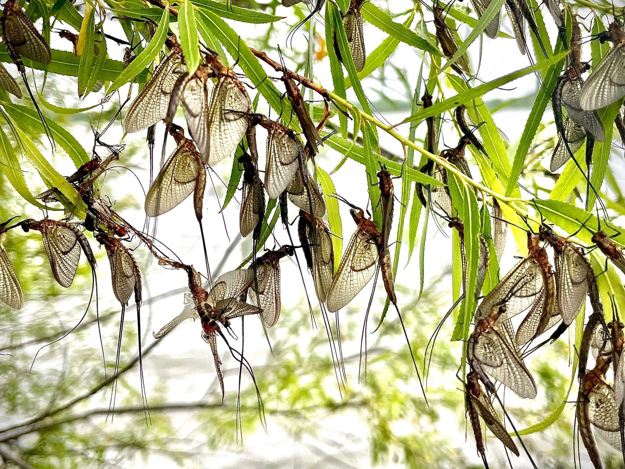 Mayfly hatch - Bassmaster