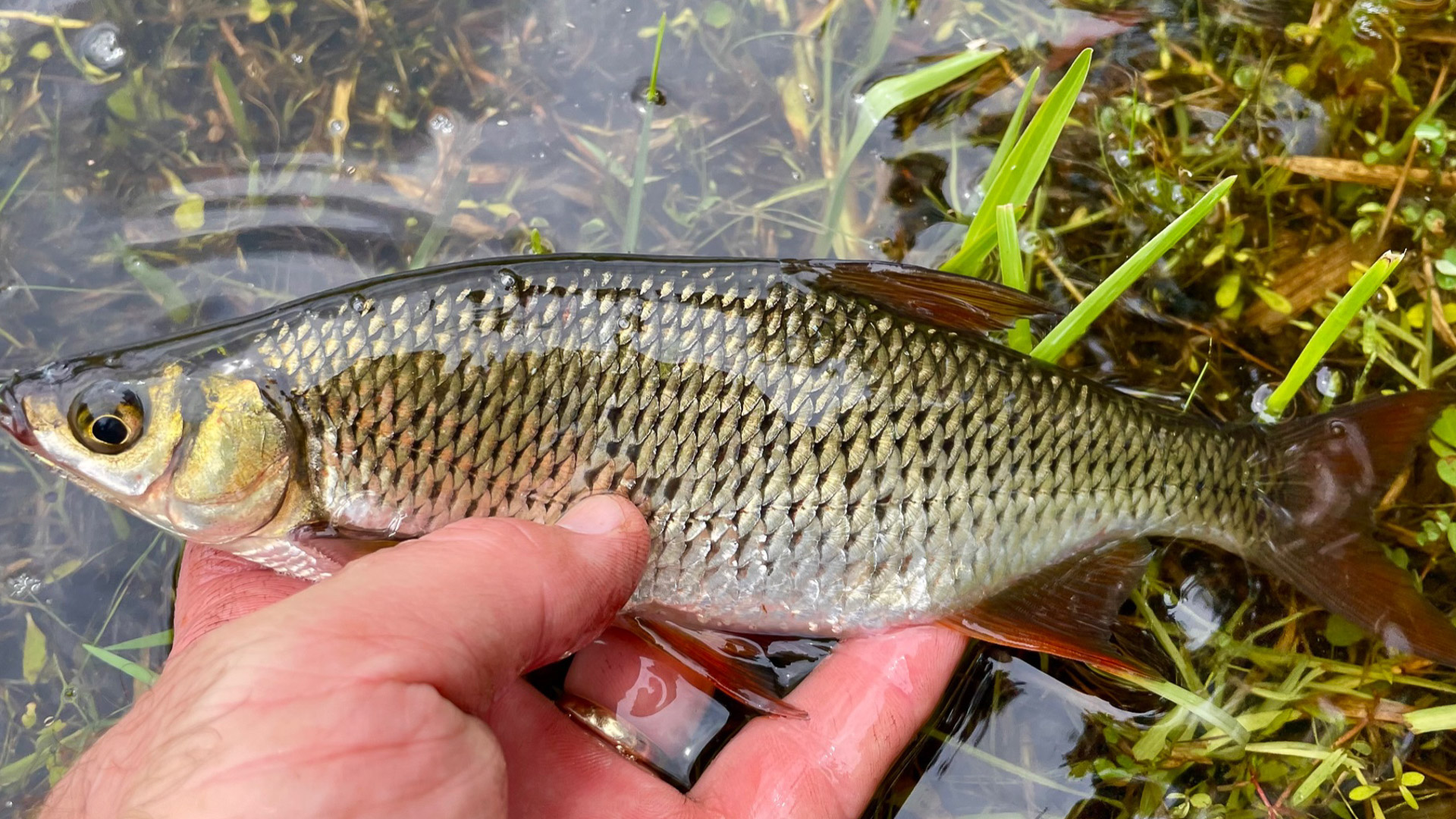 Make or catch your own bait - Bassmaster