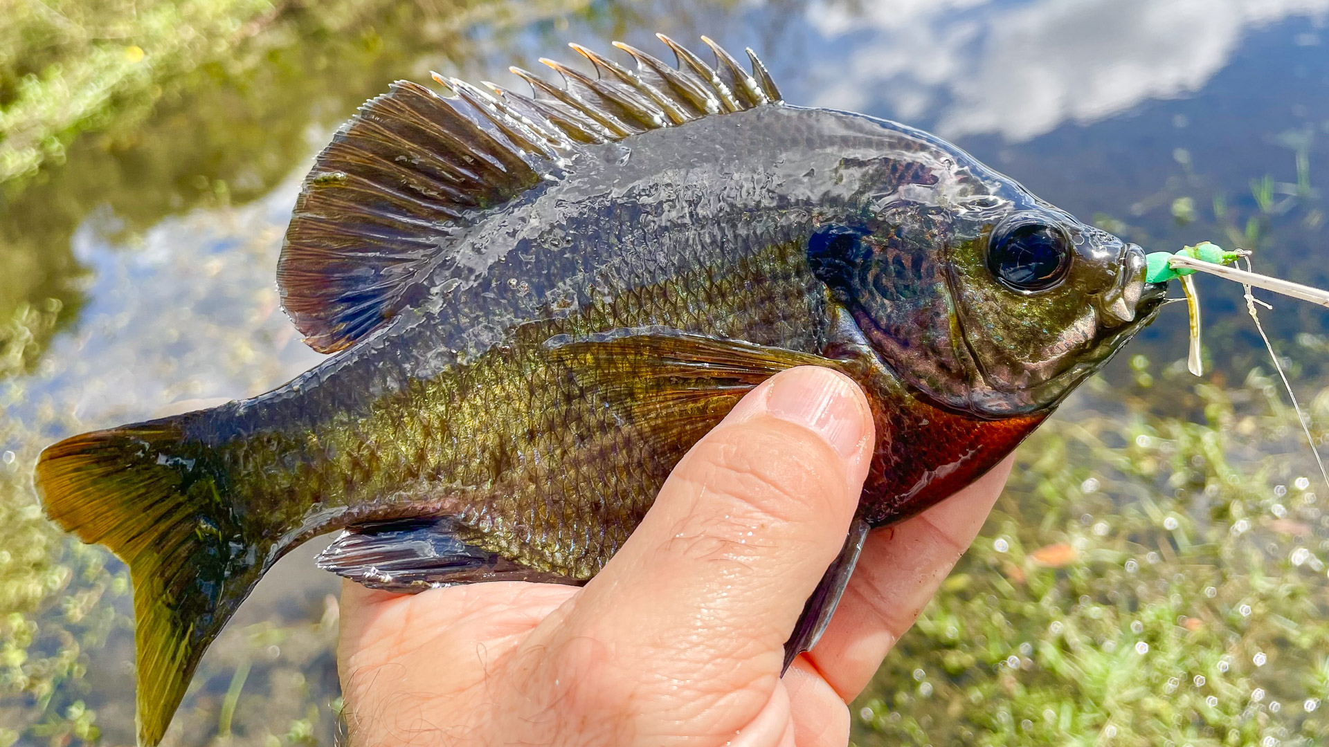 Solving shore fishing problems - Bassmaster