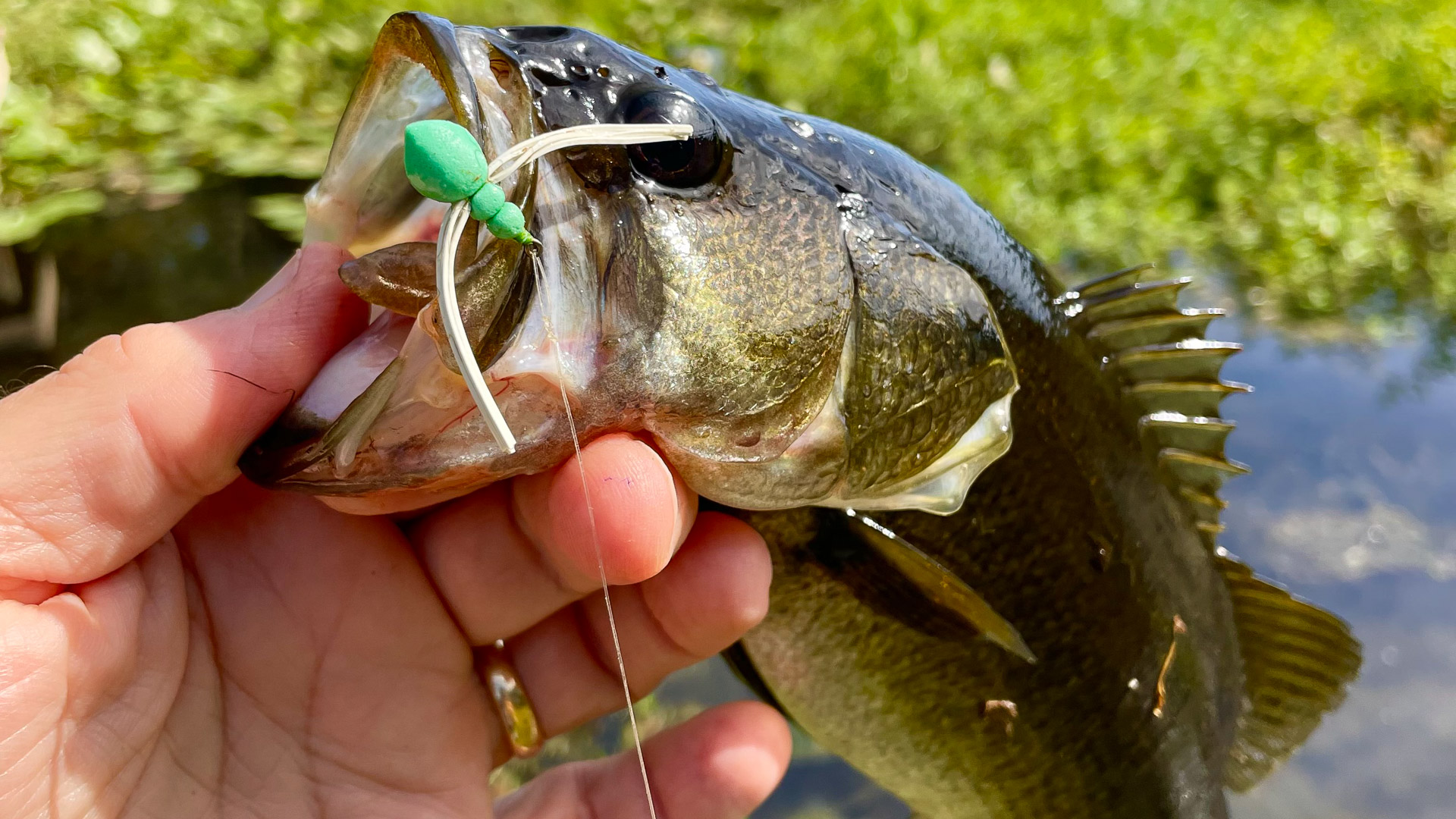 Solving shore fishing problems - Bassmaster