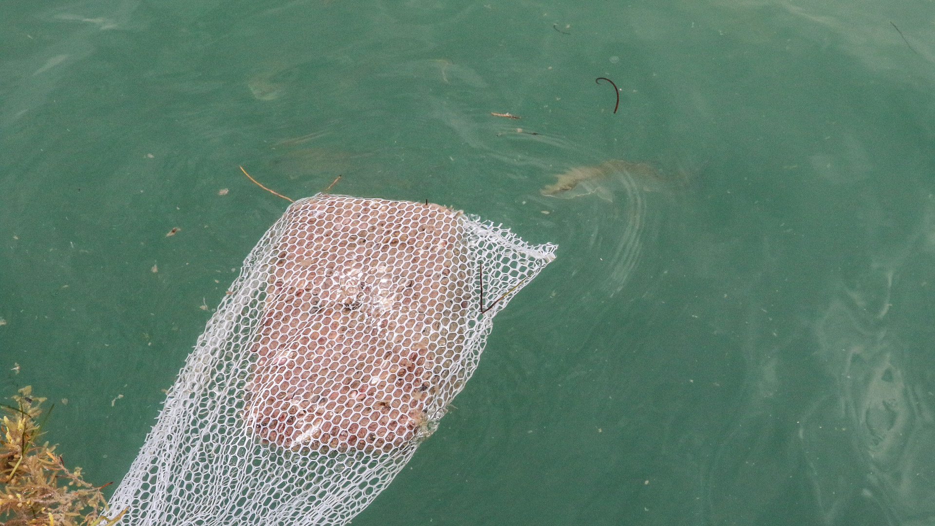 Mangrove Snapper — the most user-friendly saltwater sport fish - Bassmaster