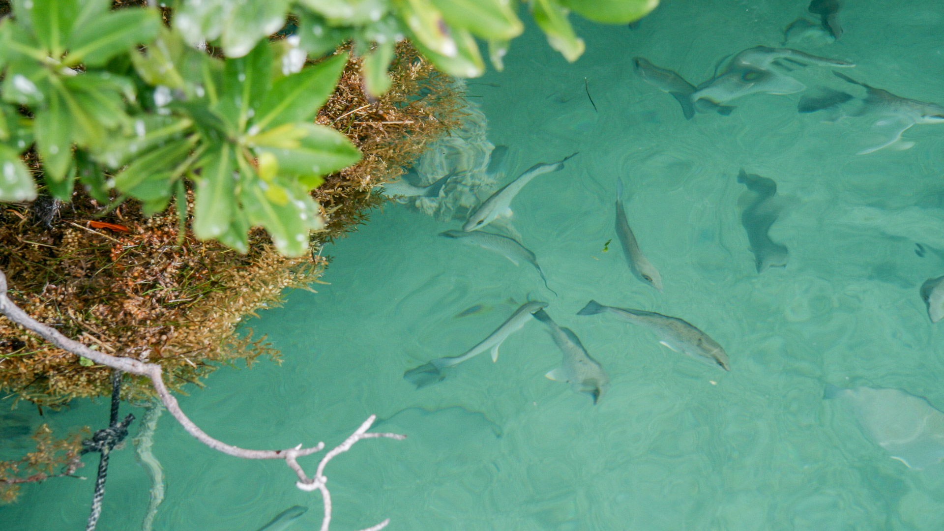 Mangrove Snapper — the most user-friendly saltwater sport fish - Bassmaster