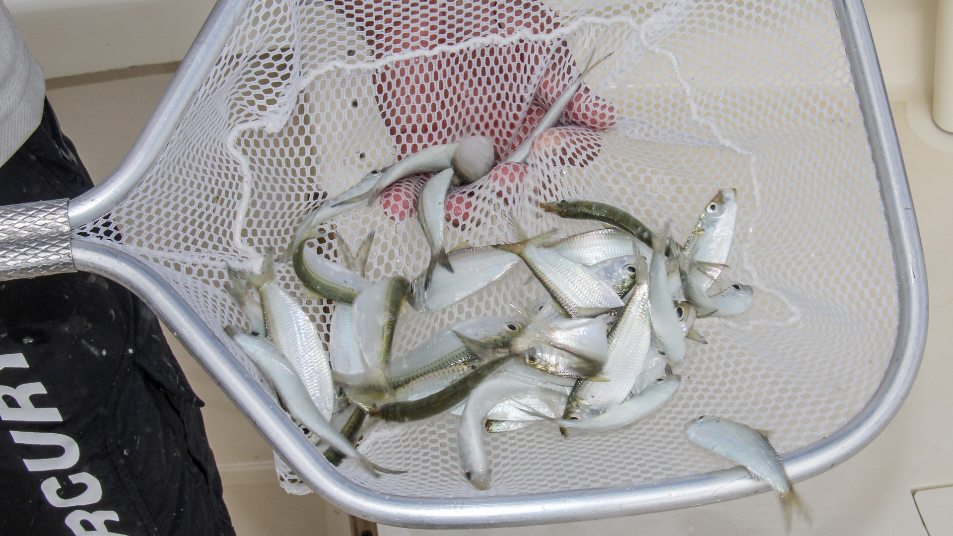 Mangrove Snapper — the most user-friendly saltwater sport fish - Bassmaster