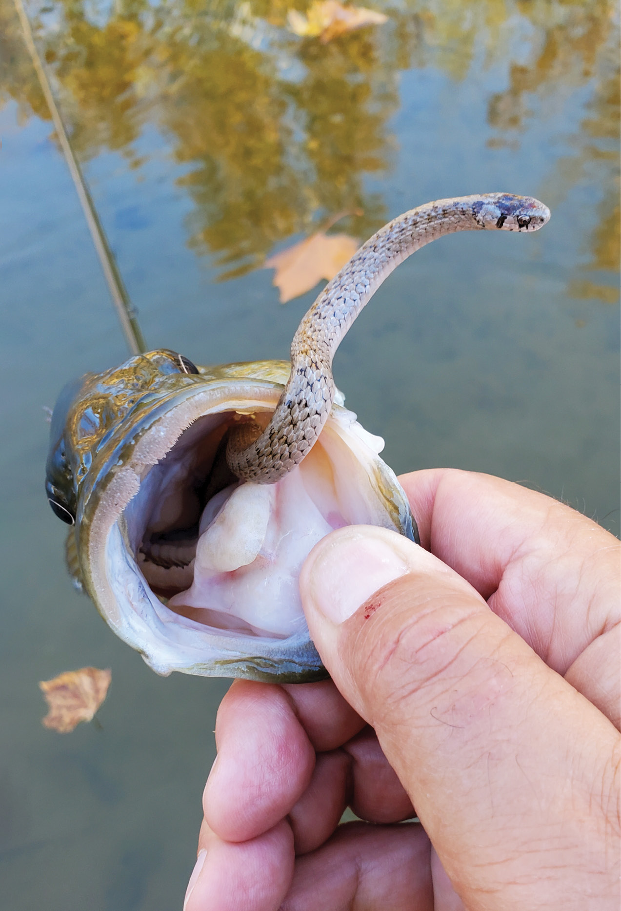 Wading for stream smallmouth - Bassmaster