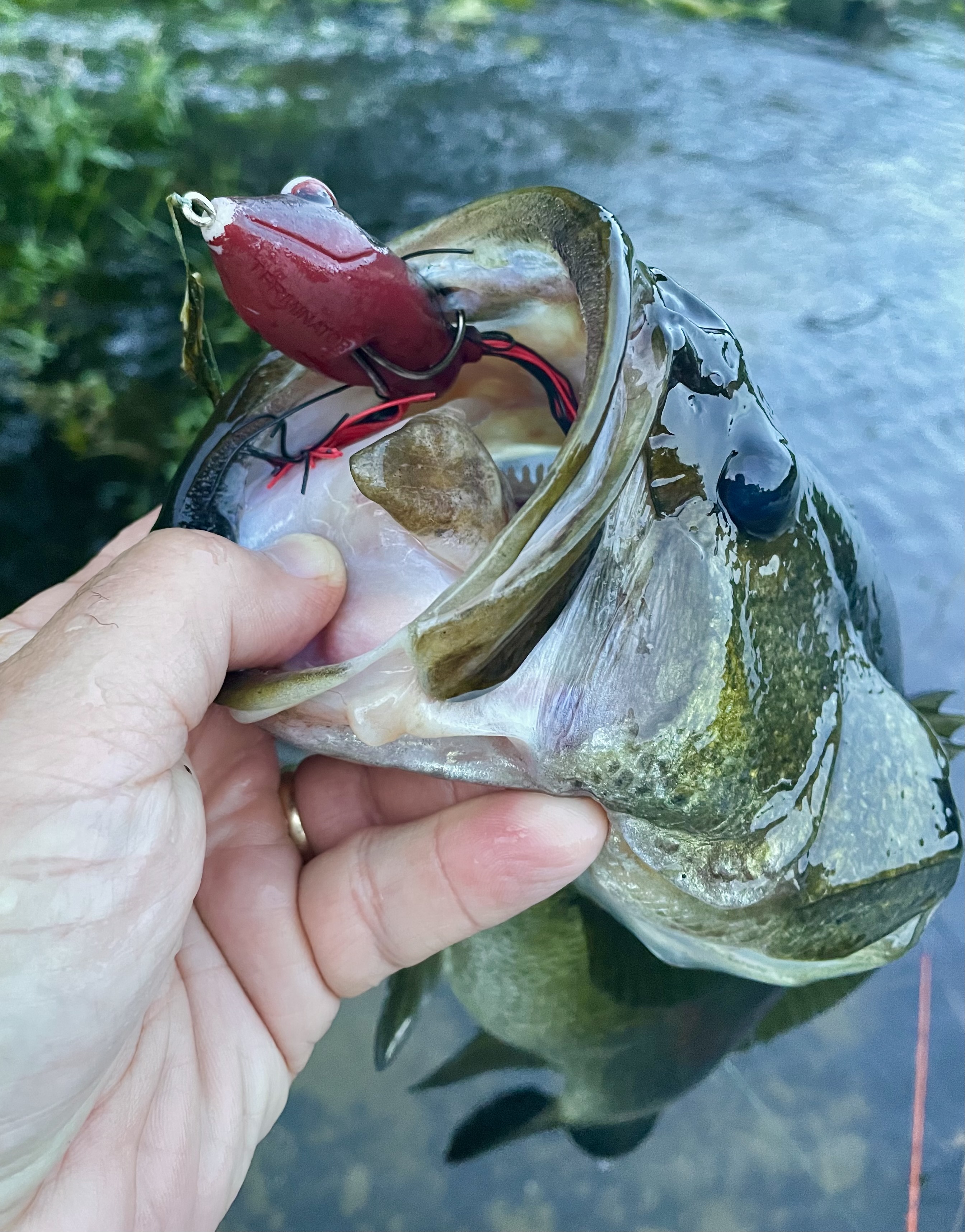 Bank Fishing Basics: Baits and gear for land-based fishing - Bassmaster