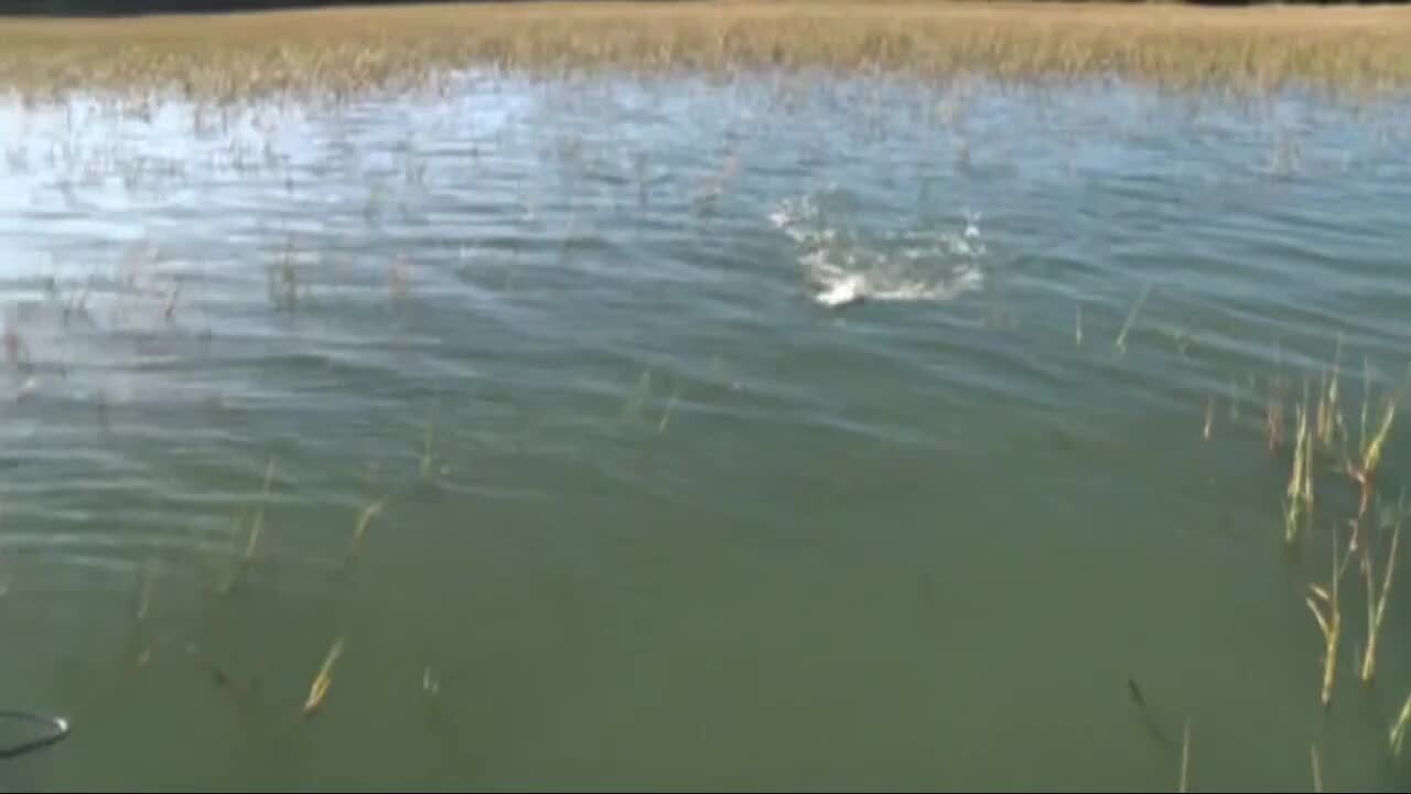 Schlapper/Powers with an over-sized Redfish - Bassmaster
