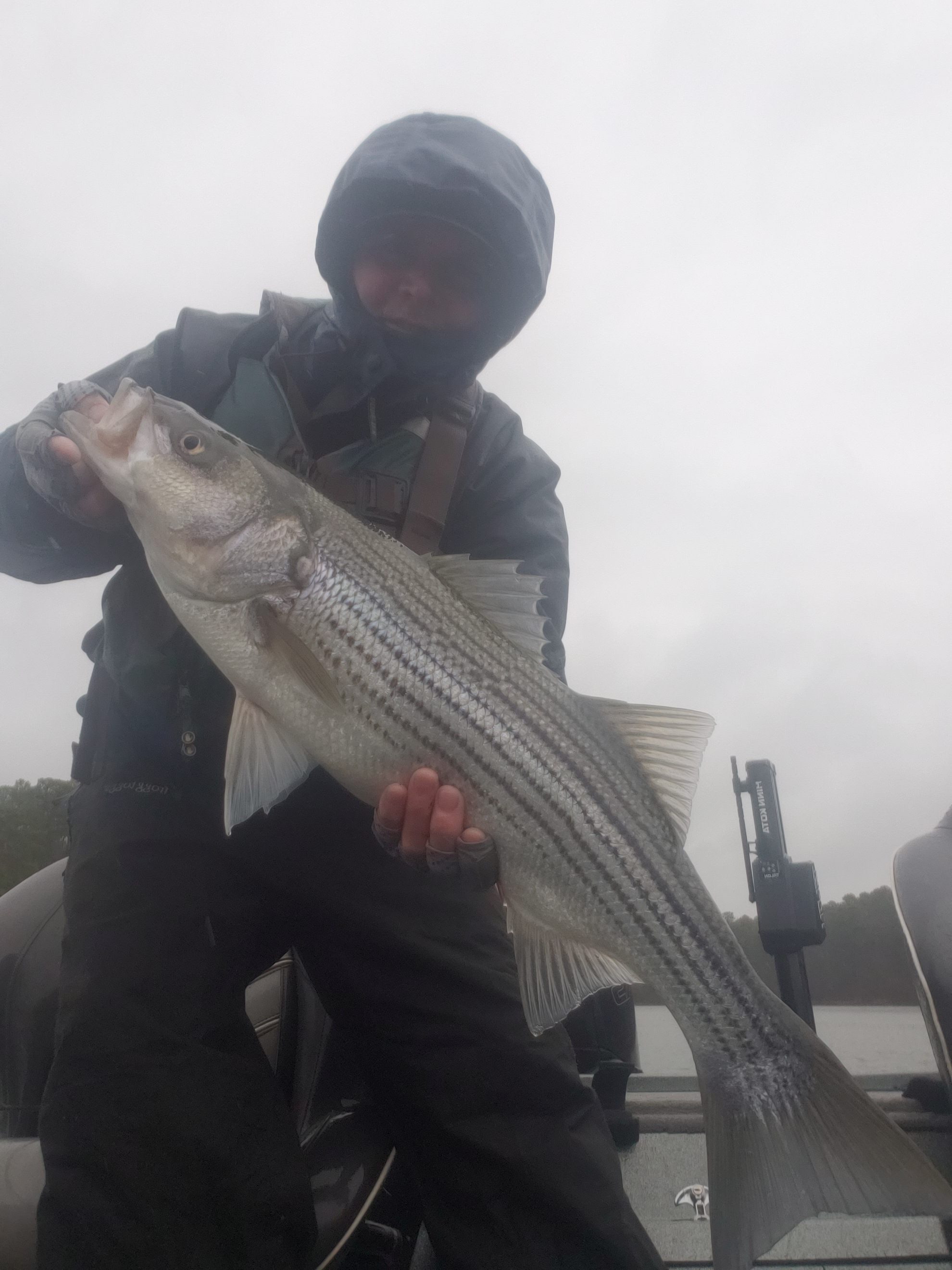 Big striper on a cold day - Bassmaster