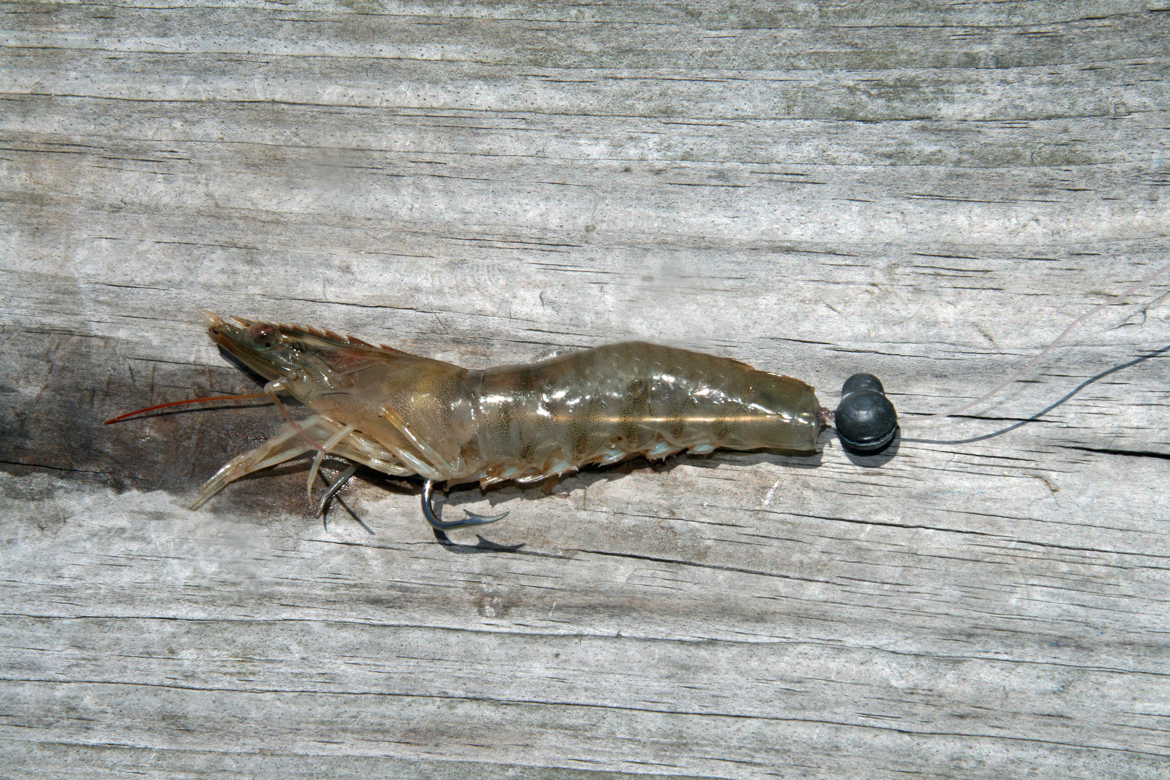 Shrimp: The ultimate inshore bait - Bassmaster