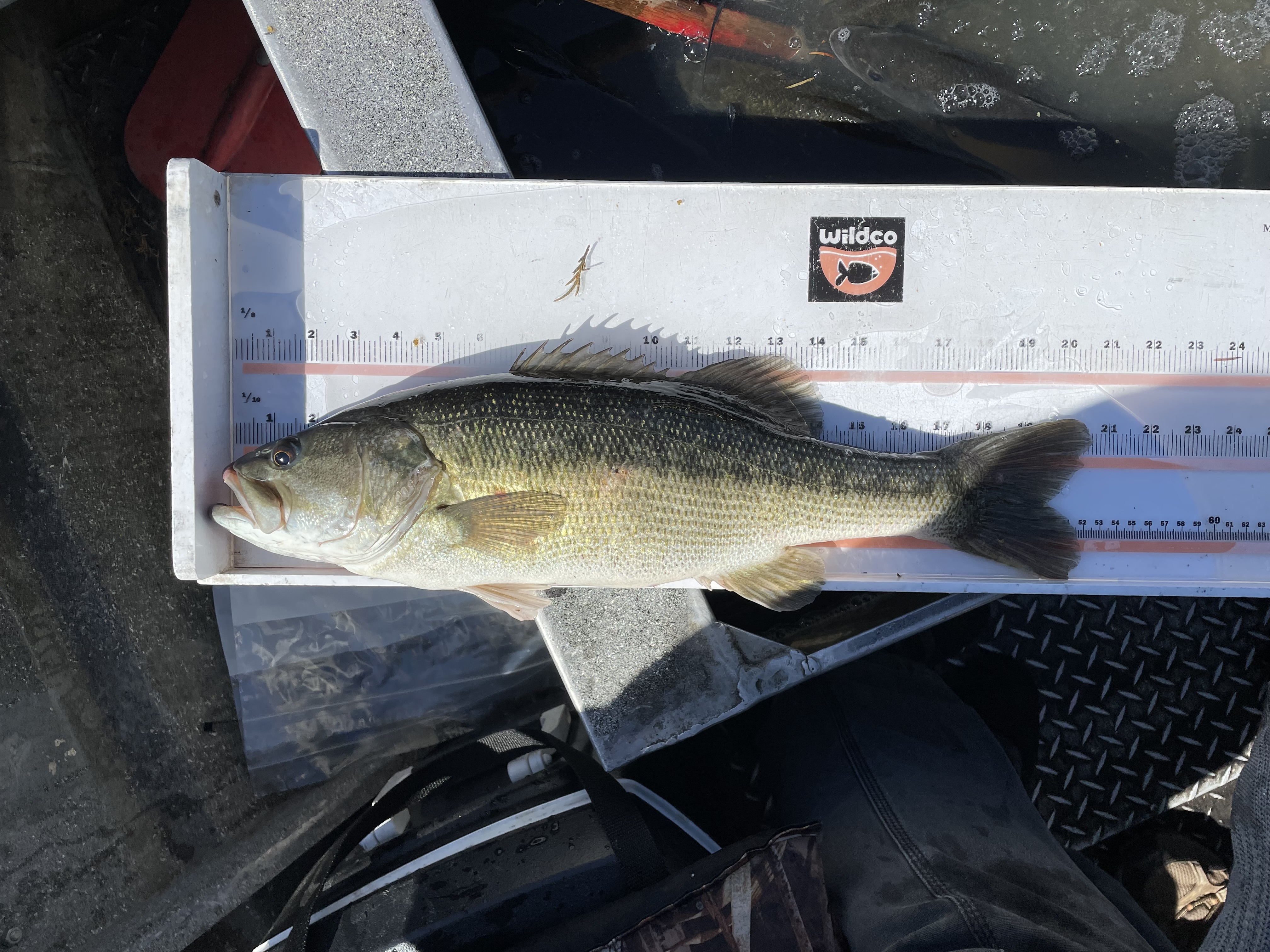 Lake Murray bracing for potential invasion - Bassmaster