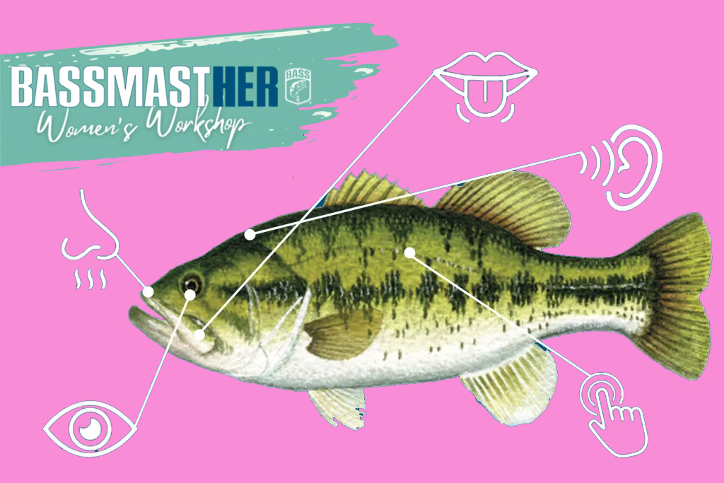 Lesson 2: Understanding bass senses - Bassmaster