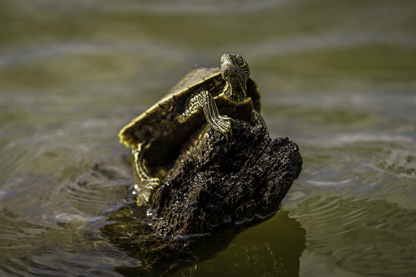Best of 2024: Chase Sansom's best photos from Elites, Opens - Bassmaster