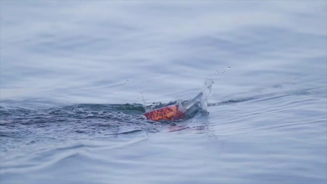 Thorne Bros.: A tackle store like no other - Bassmaster