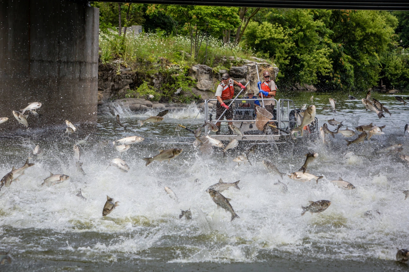 The unseen link: Algae, Asian carp and the fight for our waterways ...