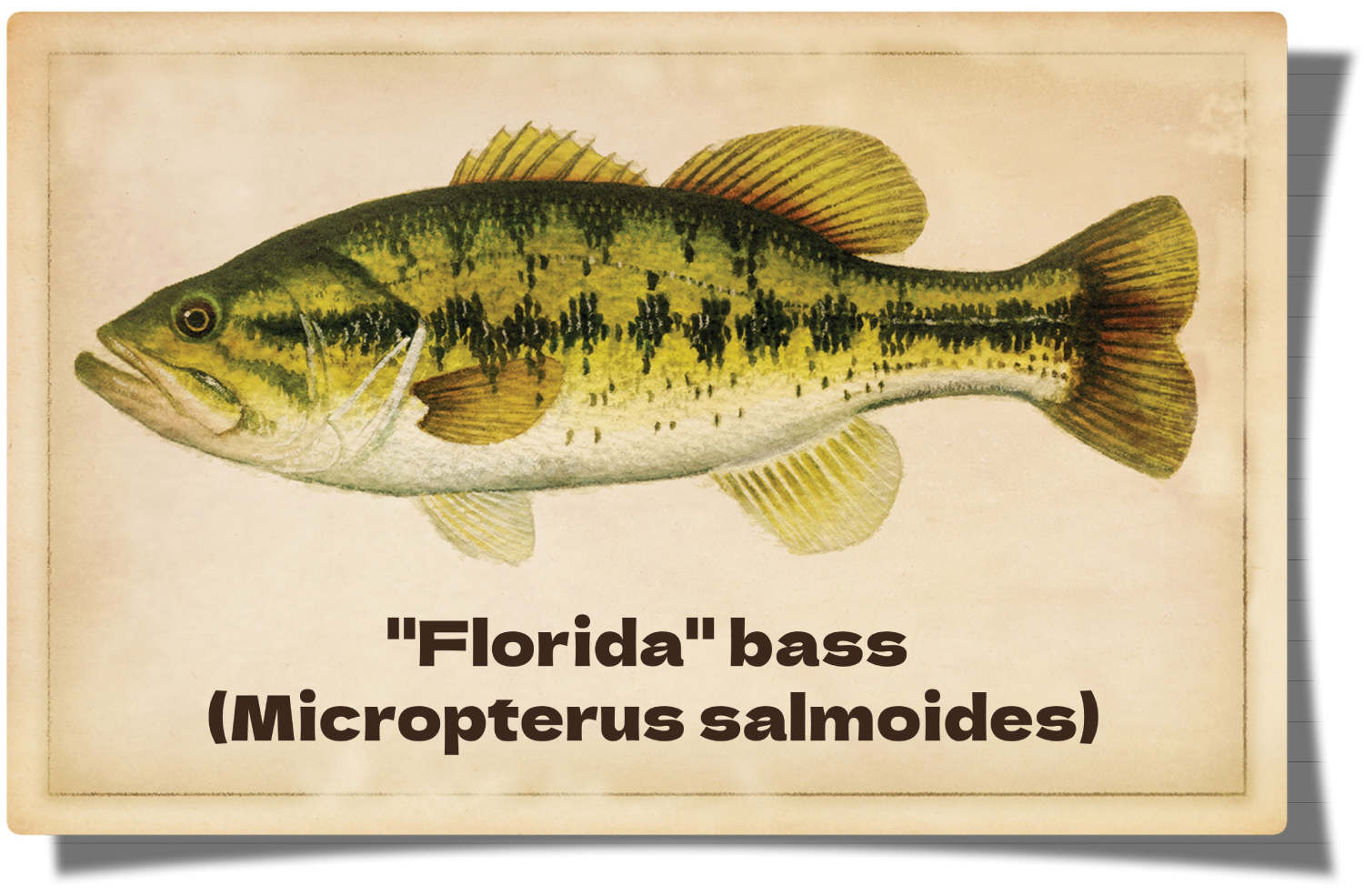 'Florida' bass — Micropterus salmoides - Bassmaster