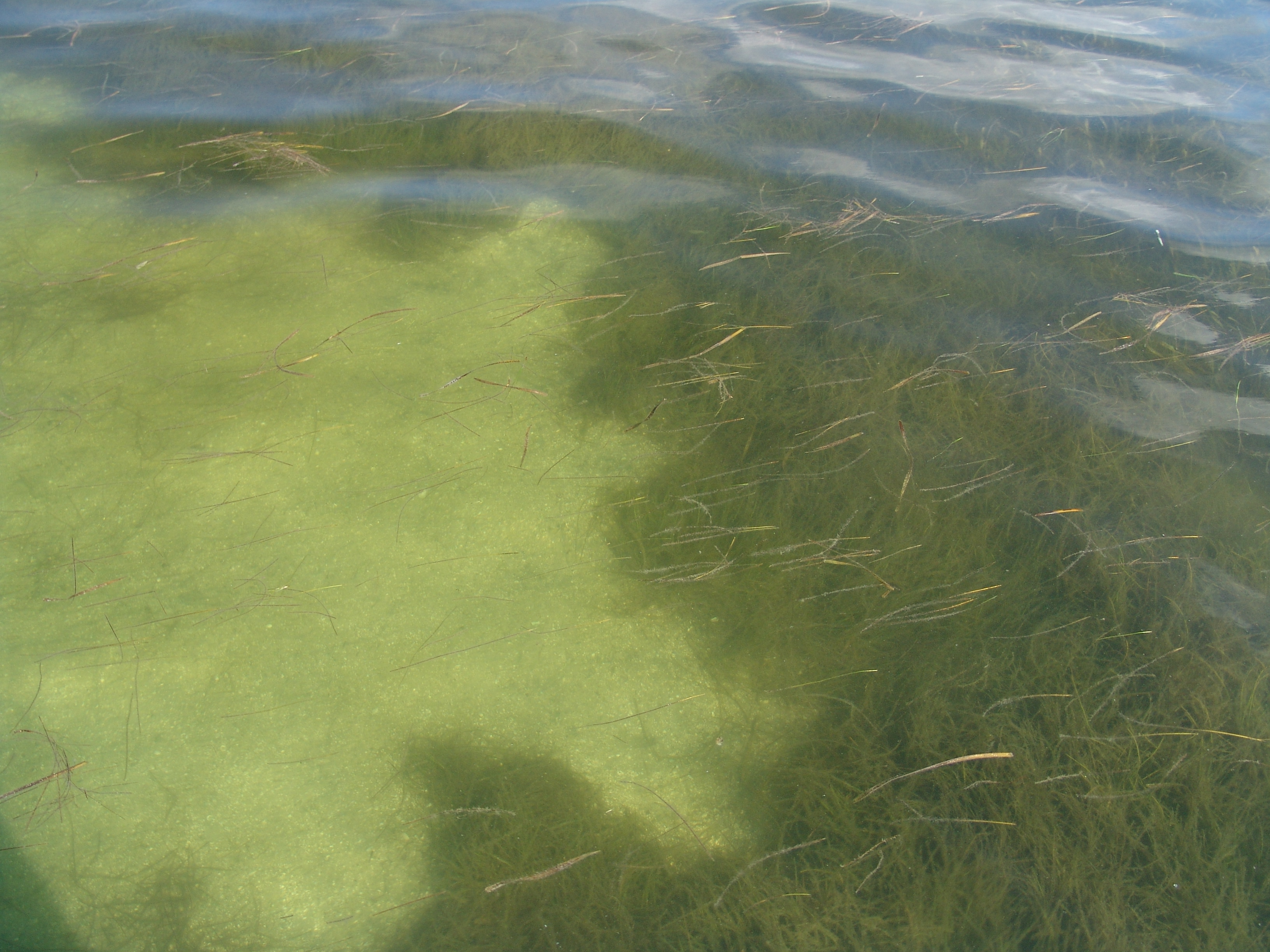 Redfish Lessons from Championship Event - Part 1 - Bassmaster